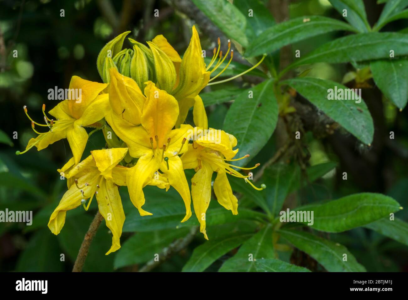 Rhododendron exbury hybrids -Fotos und -Bildmaterial in hoher Auflösung ...