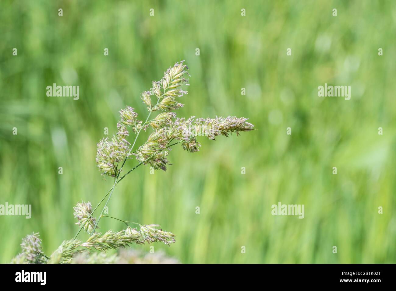 Wiesen knaulgras -Fotos und -Bildmaterial in hoher Auflösung – Alamy
