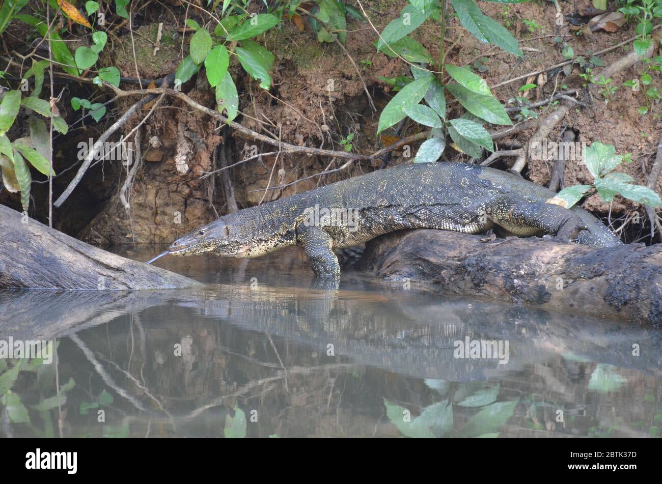 Futter waran -Fotos und -Bildmaterial in hoher Auflösung – Alamy