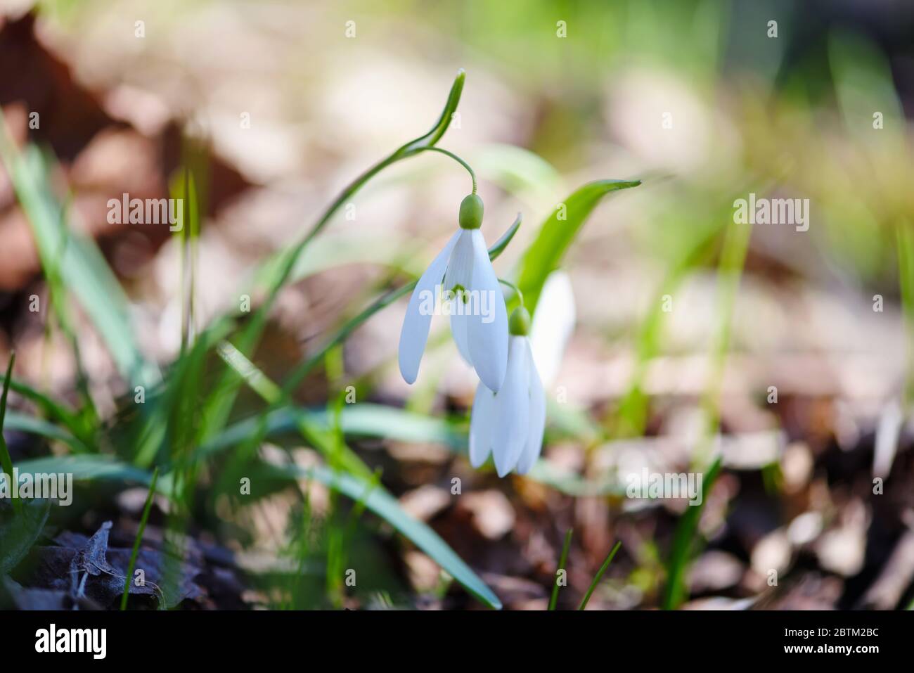 Schneefälle (Galanthus) im Quellwald. Vorboten der Erwärmung ... Schneefälle (Galanthus) im Quellwald. Vorboten der Erwärmung ...