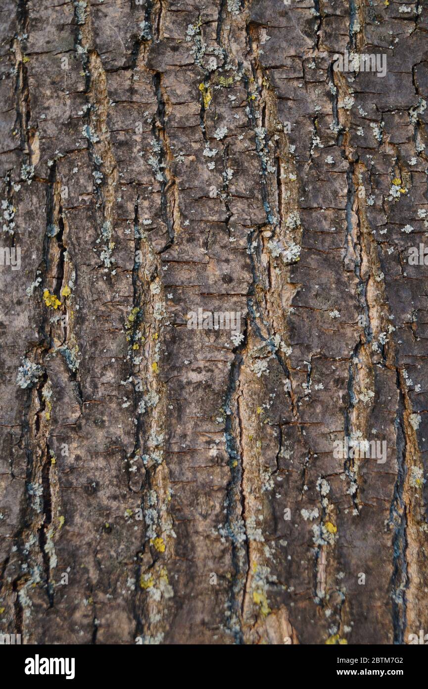 Baum rinde -Fotos und -Bildmaterial in hoher Auflösung – Alamy
