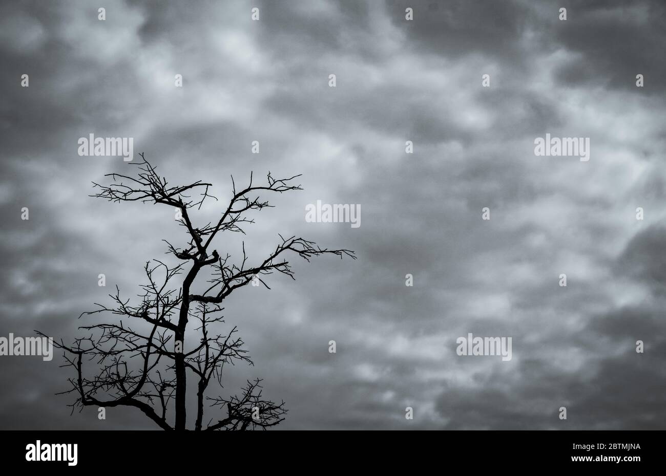 Silhouette toter Baum auf dunklen dramatischen Himmel und weißen Wolken ...