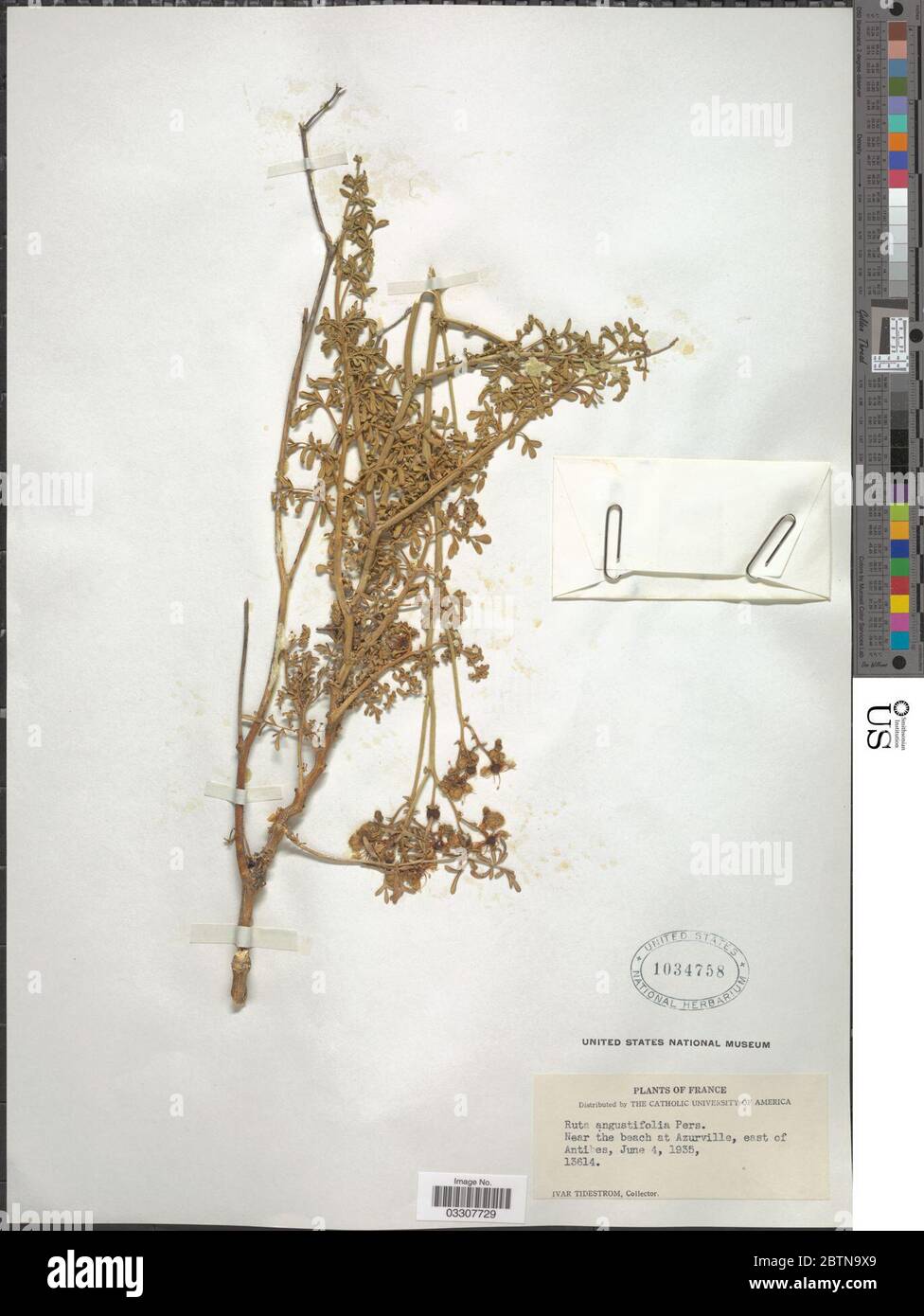 Ruta angustifolia -Fotos und -Bildmaterial in hoher Auflösung – Alamy