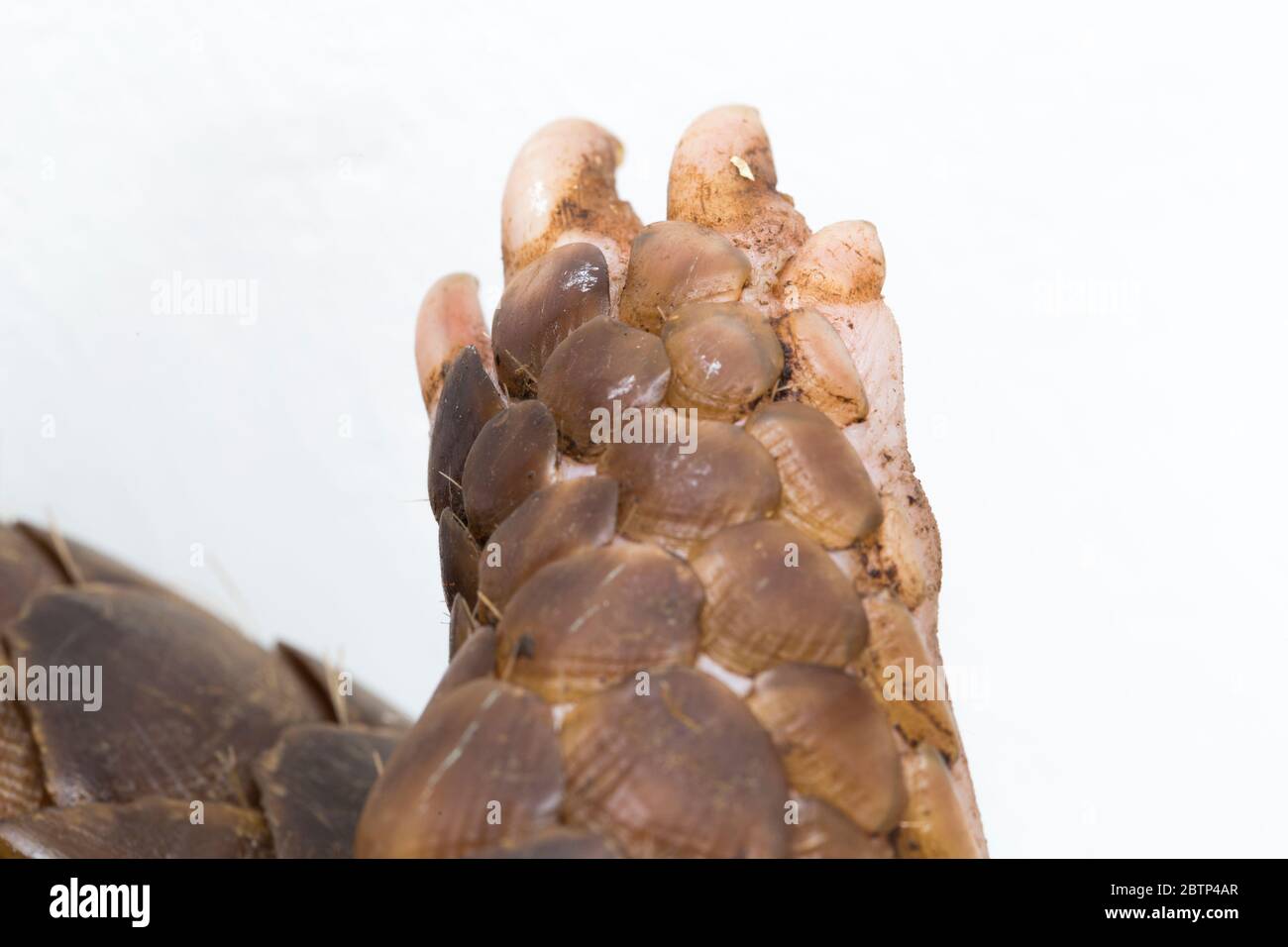 Klaue von Pangolin (Manis javanica) isoliert auf weißem Hintergrund ...