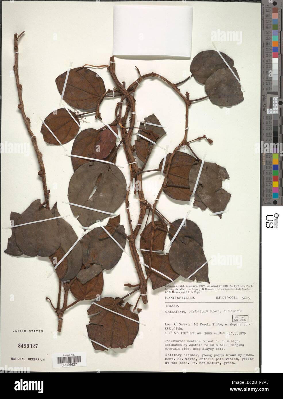 Barbatula barbatula -Fotos und -Bildmaterial in hoher Auflösung – Alamy