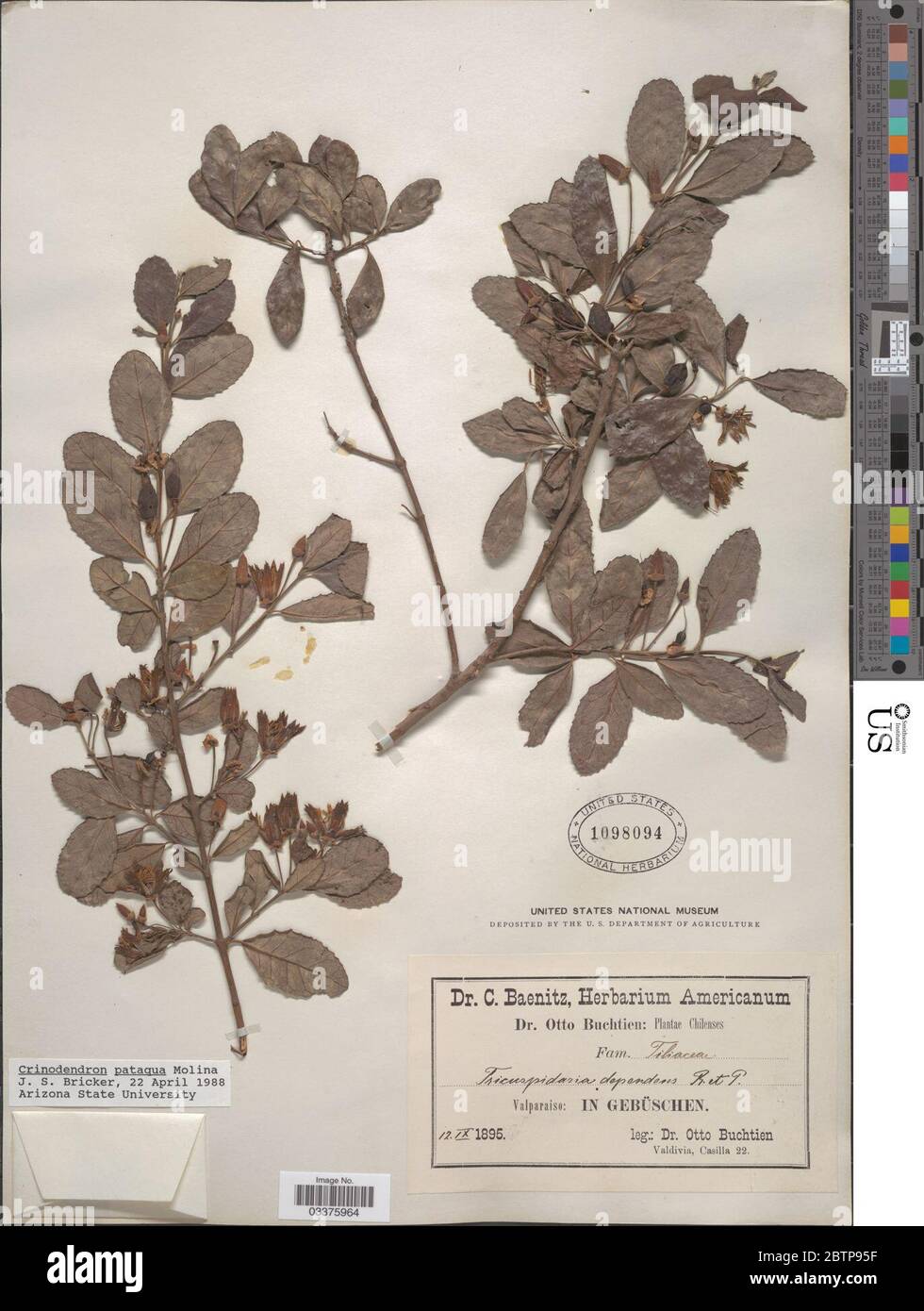 Crinodendron patagua -Fotos und -Bildmaterial in hoher Auflösung – Alamy