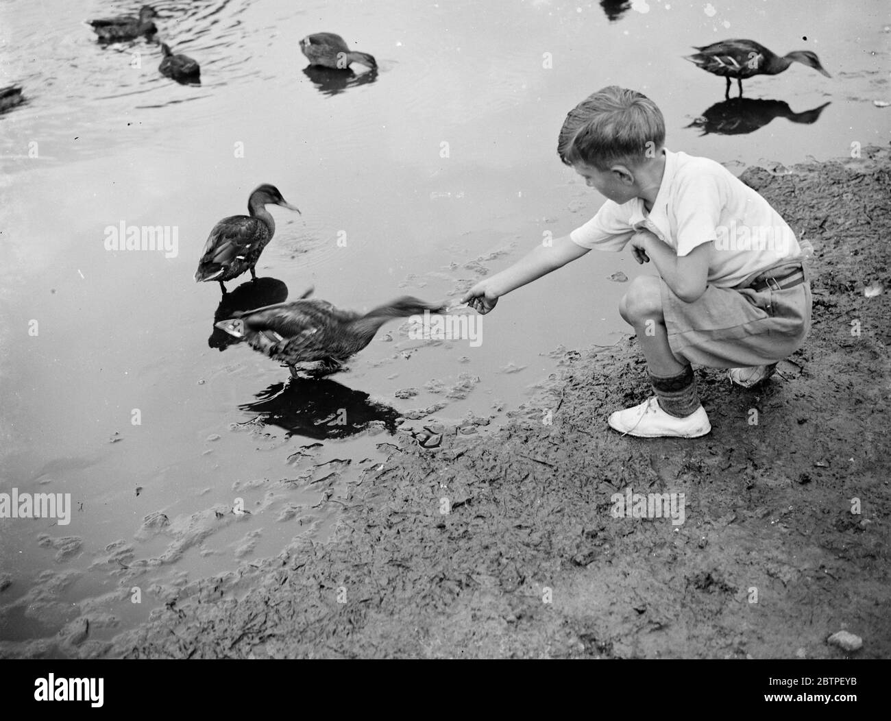 Enten kinder -Fotos und -Bildmaterial in hoher Auflösung – Alamy