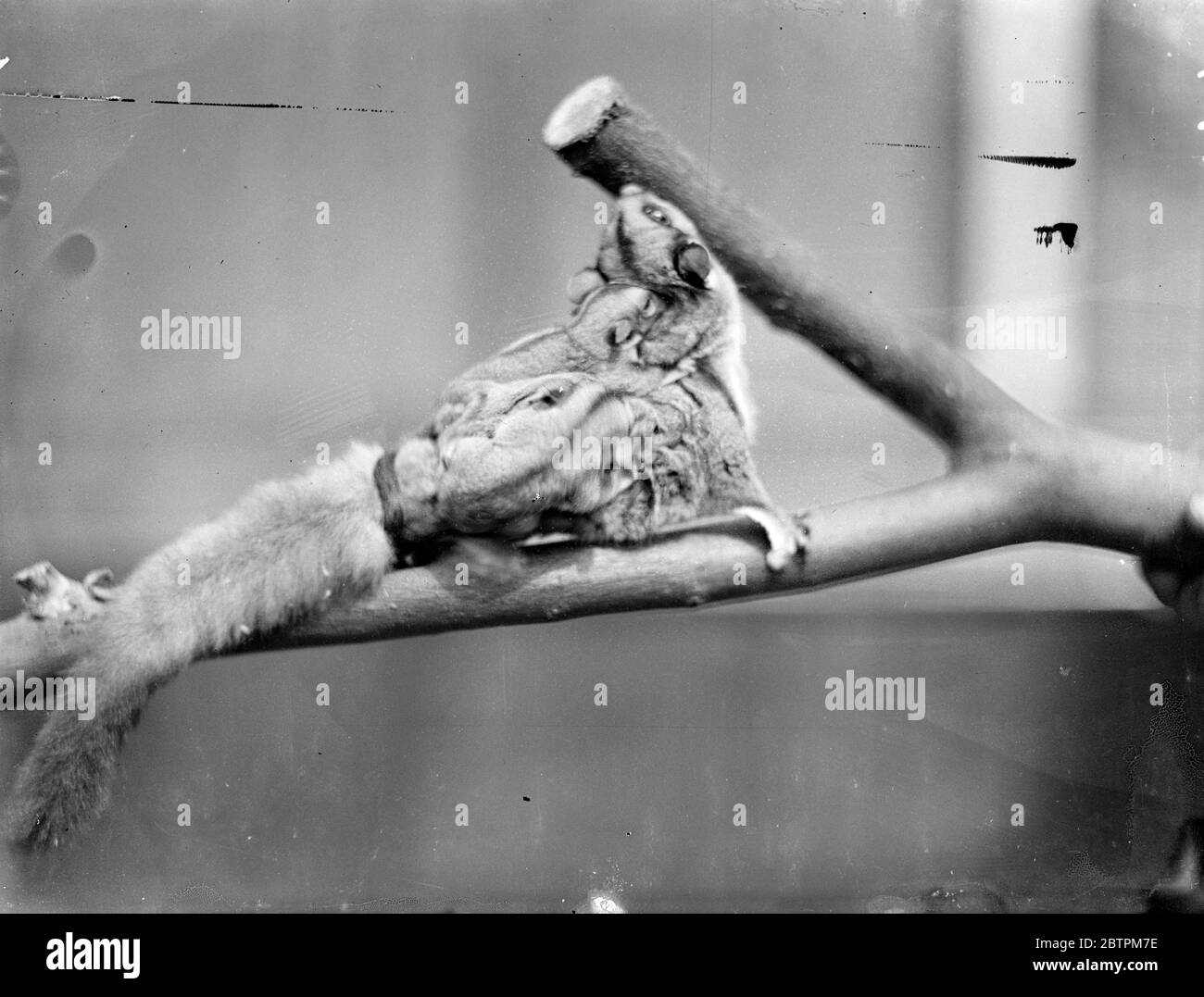 Die Verwendung von Mutter . Baby Flying Opossum sind erstmals im London ...