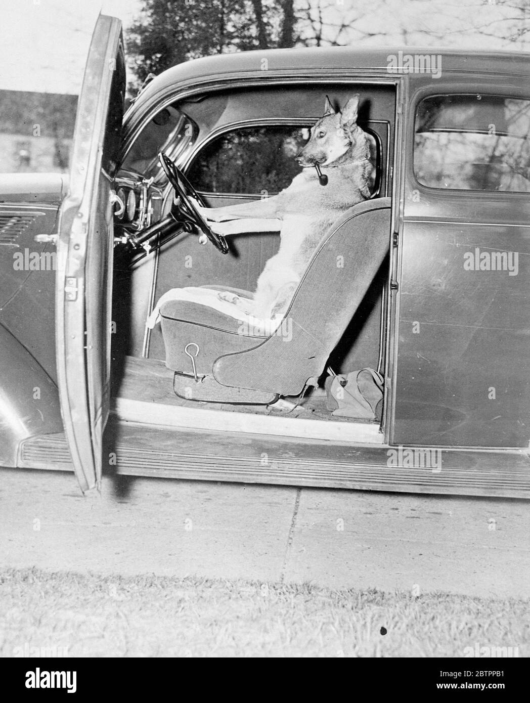 Verlockung für Kupfer. Jeder kennt die Hunde, die "alles andere als ...