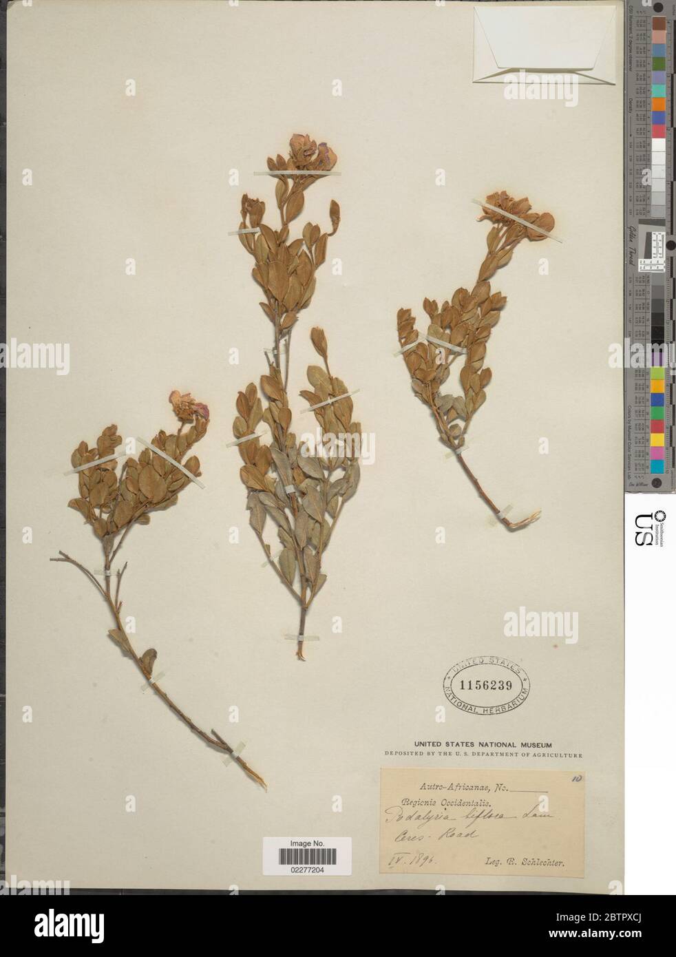 Podalyria blumen -Fotos und -Bildmaterial in hoher Auflösung – Alamy