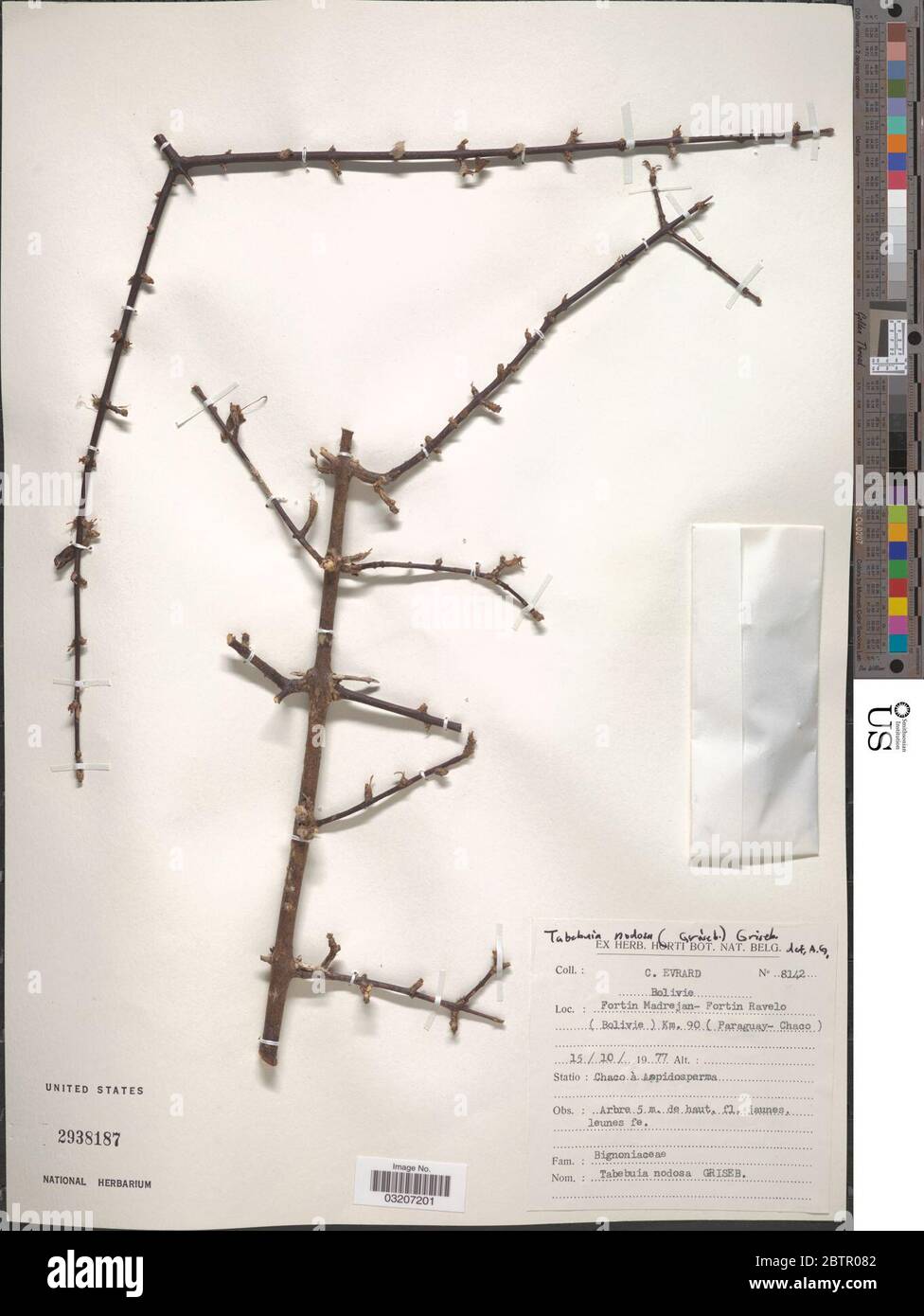 Tabebuia nodosa -Fotos und -Bildmaterial in hoher Auflösung – Alamy