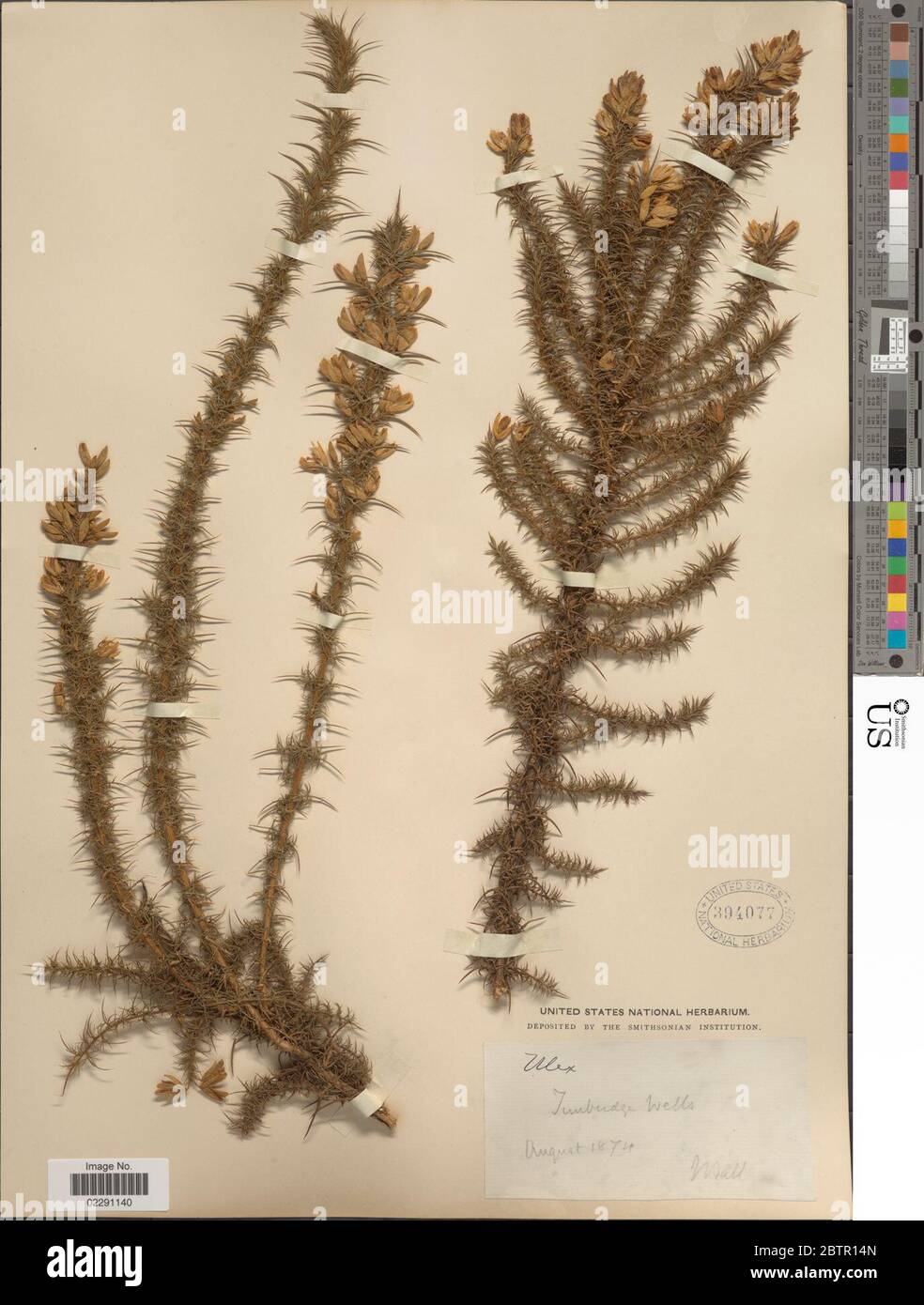 Ulex sp -Fotos und -Bildmaterial in hoher Auflösung – Alamy