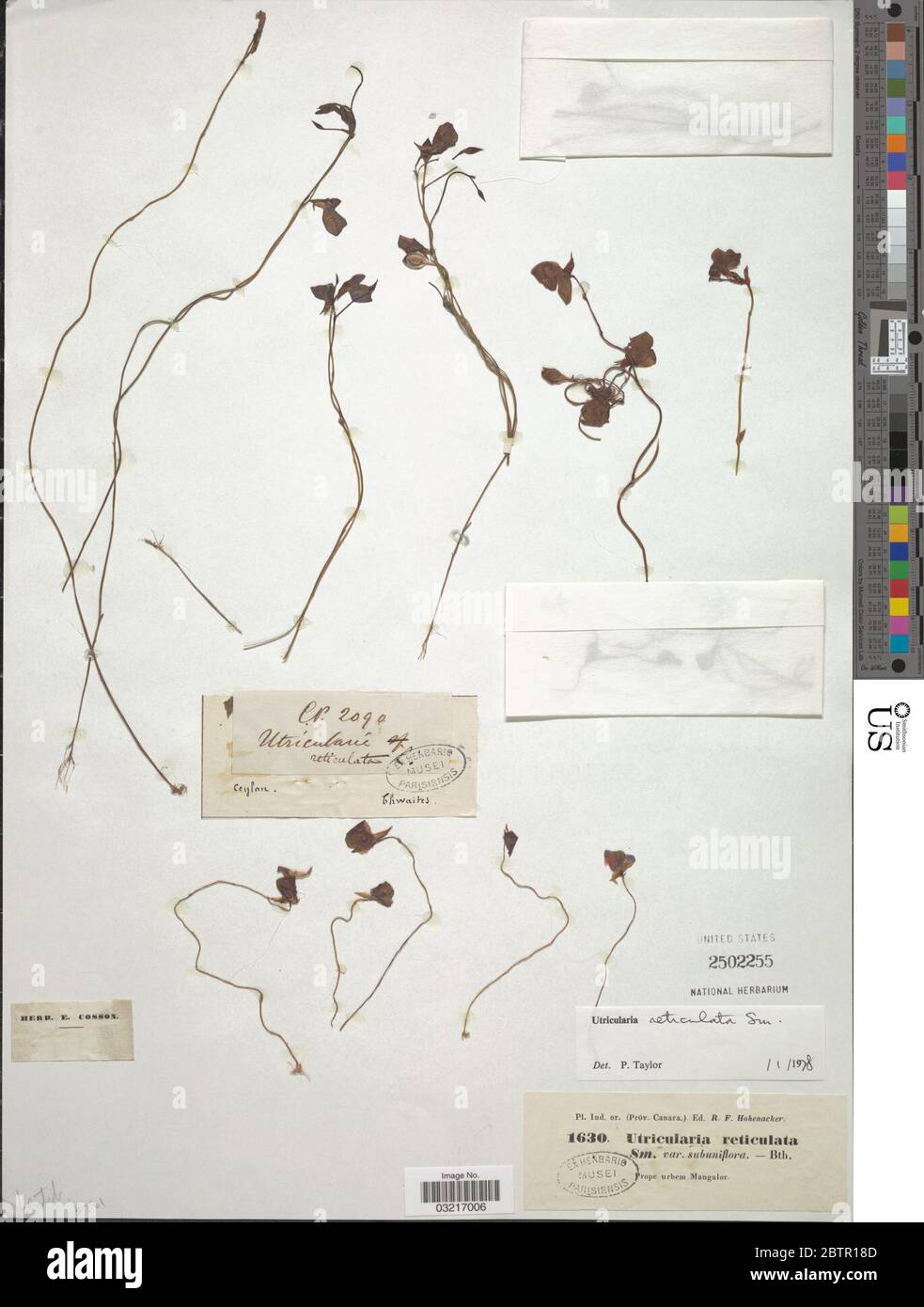 Utricularia reticulata -Fotos und -Bildmaterial in hoher Auflösung – Alamy