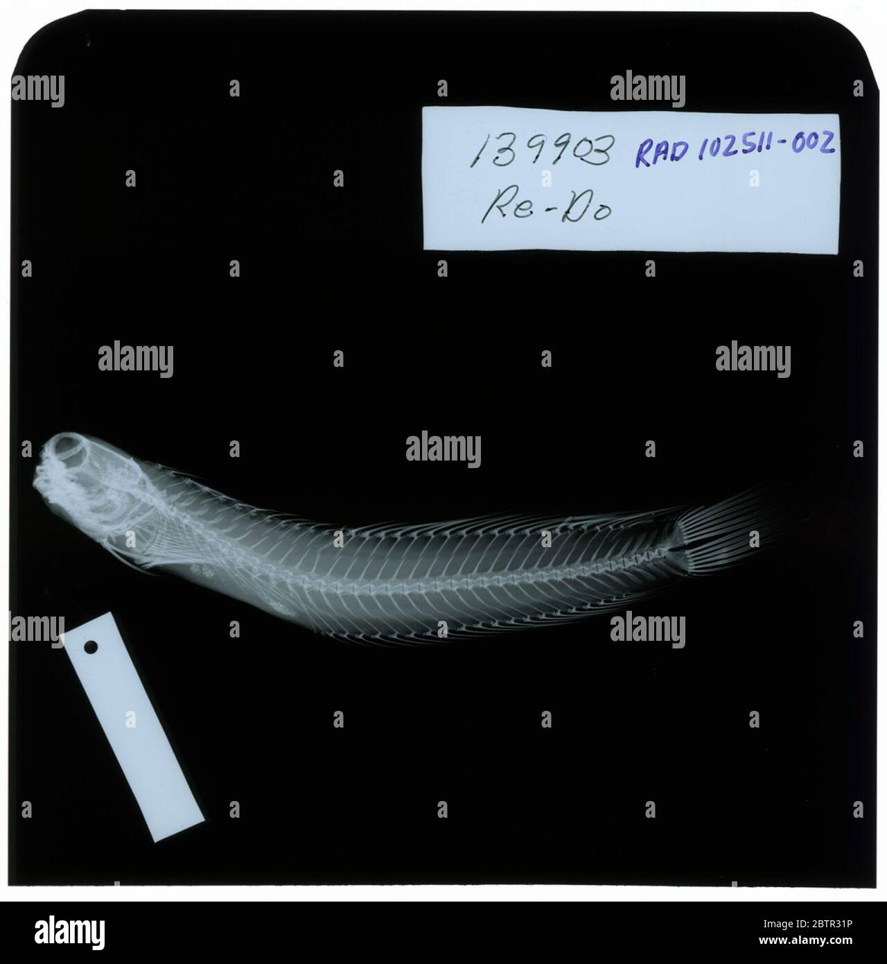 Paula fish -Fotos und -Bildmaterial in hoher Auflösung – Alamy