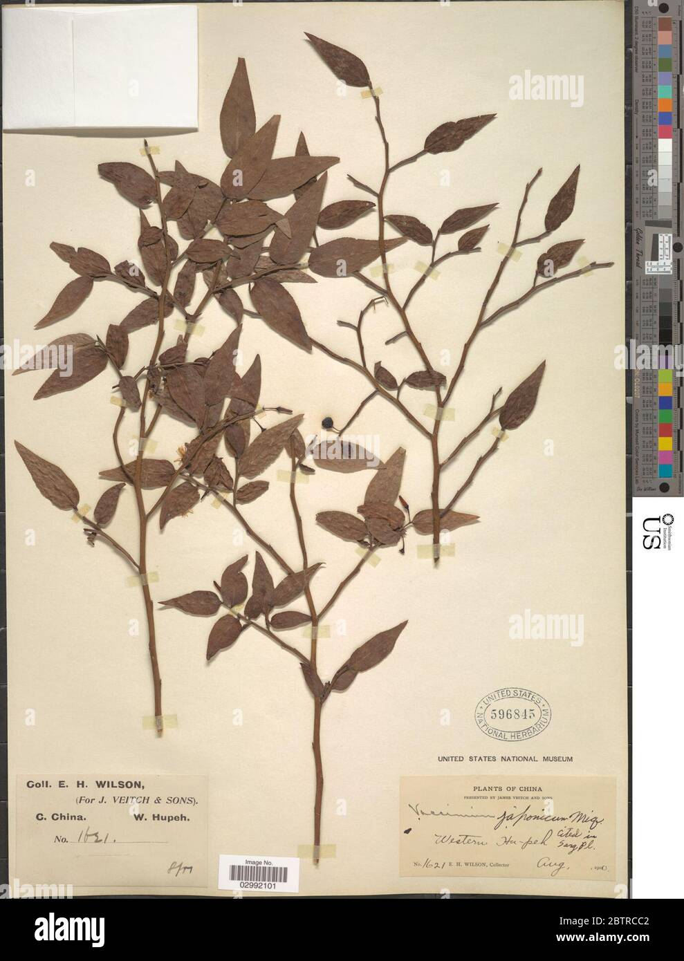 S japonicum -Fotos und -Bildmaterial in hoher Auflösung – Alamy