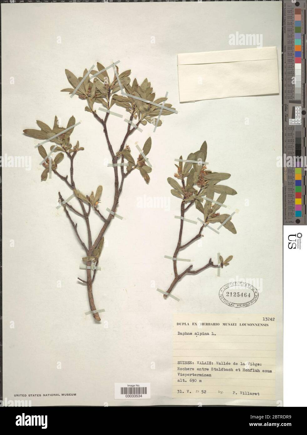Daphne alpina -Fotos und -Bildmaterial in hoher Auflösung – Alamy