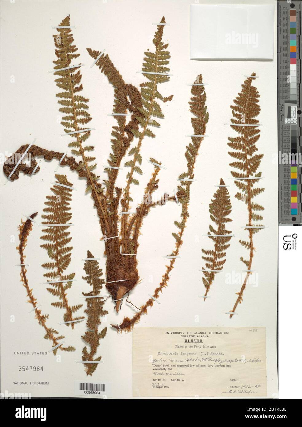 Dryopteris fragrans -Fotos und -Bildmaterial in hoher Auflösung – Alamy