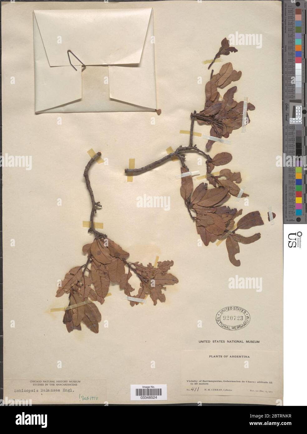 Schinopsis balansae -Fotos und -Bildmaterial in hoher Auflösung – Alamy