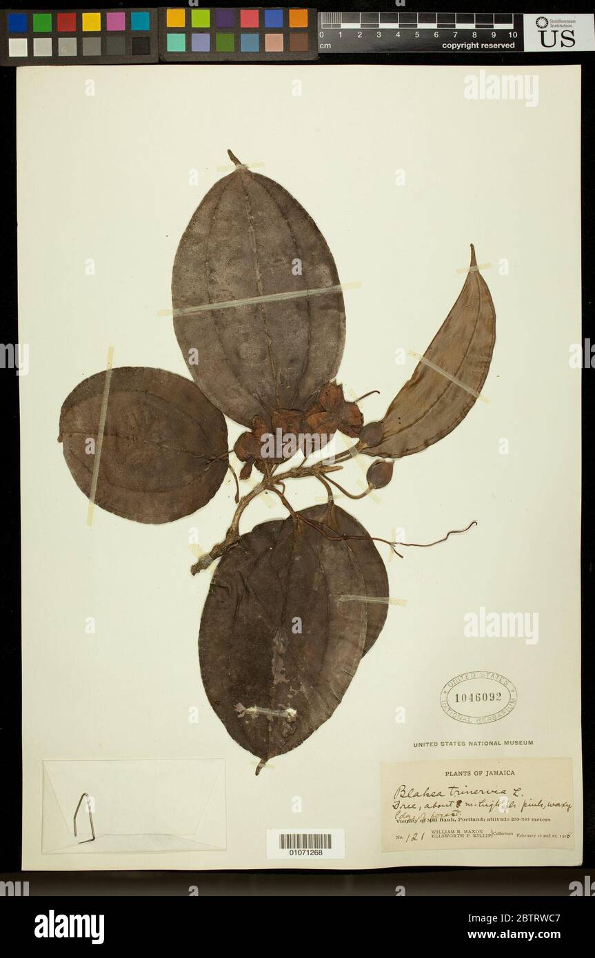 Blakea trinervia -Fotos und -Bildmaterial in hoher Auflösung – Alamy