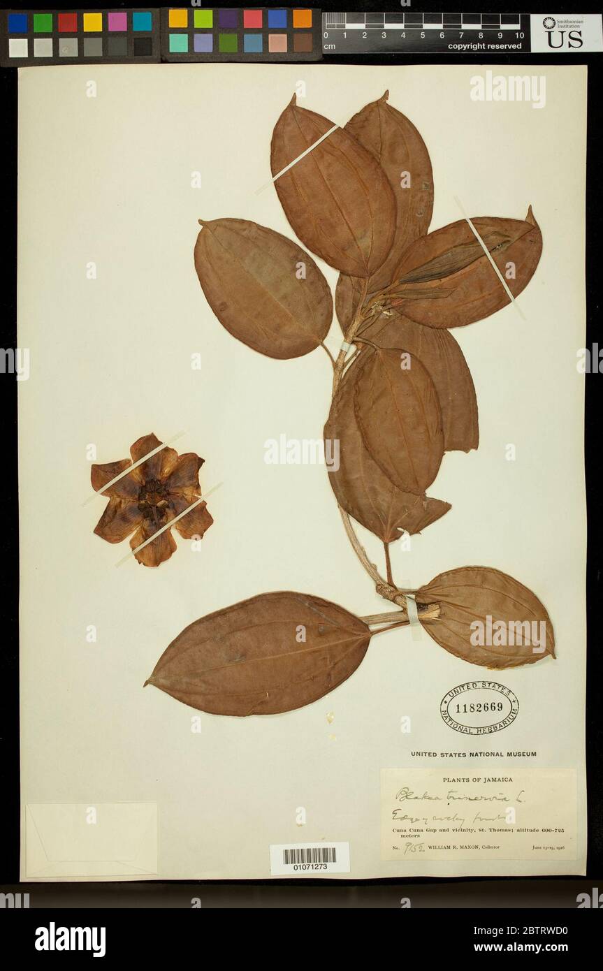 Blakea trinervia -Fotos und -Bildmaterial in hoher Auflösung – Alamy