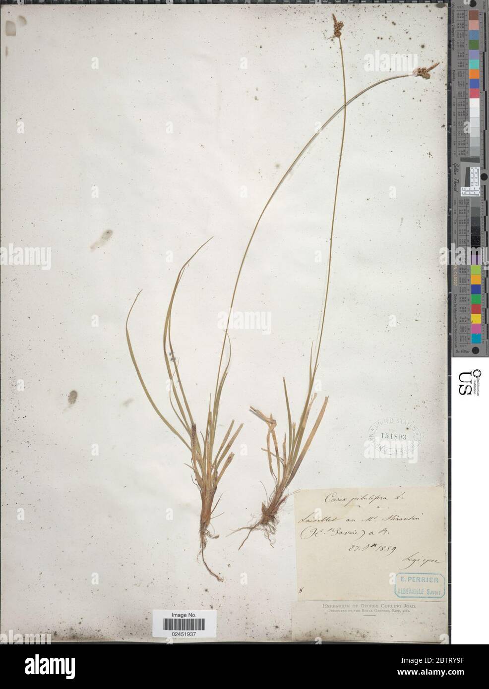 Carex pilulifera -Fotos und -Bildmaterial in hoher Auflösung – Alamy