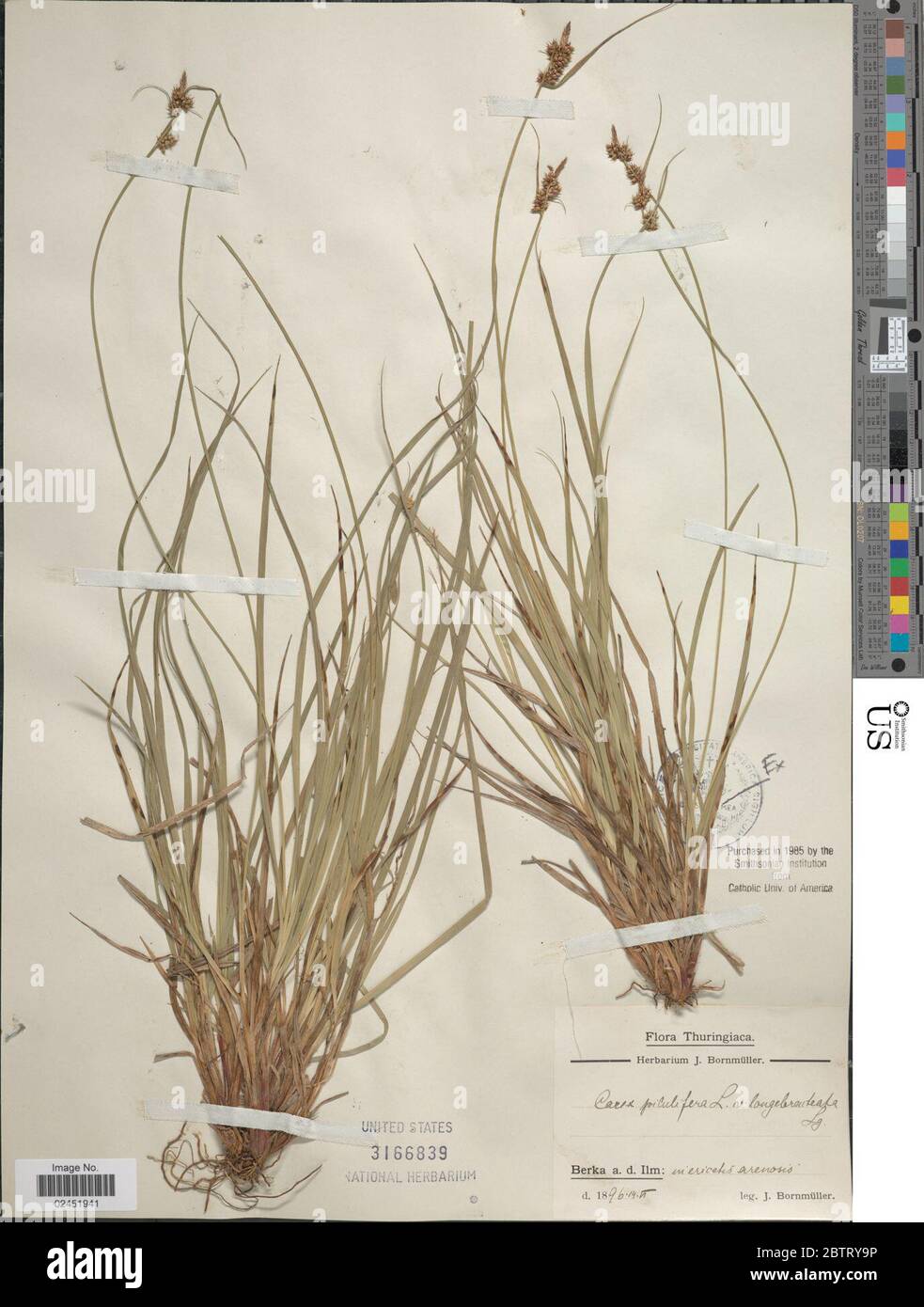 Carex pilulifera -Fotos und -Bildmaterial in hoher Auflösung – Alamy