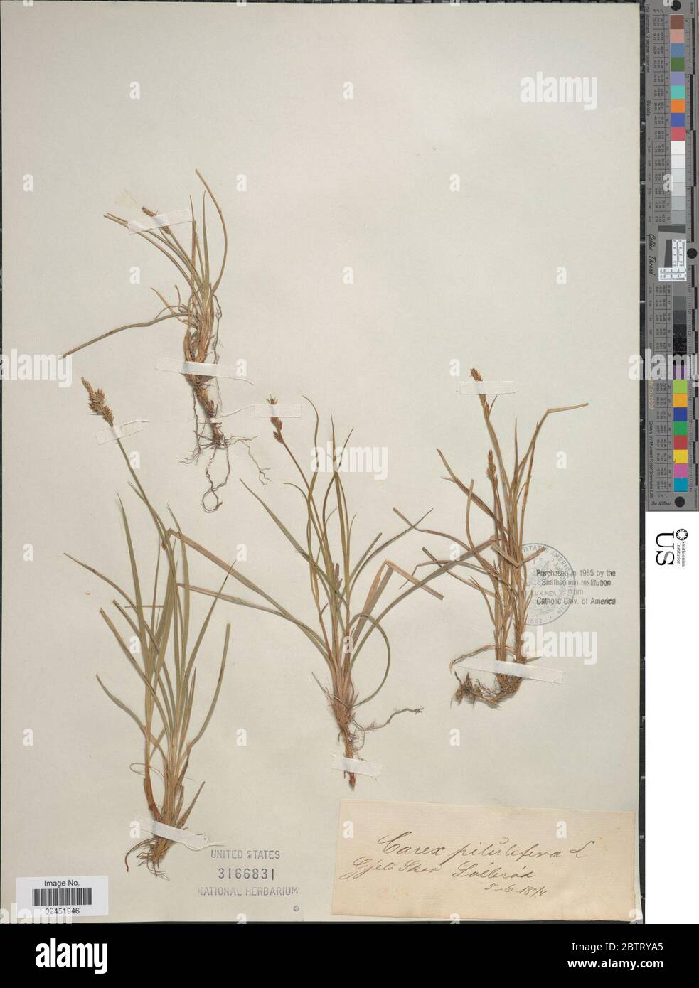 Carex pilulifera -Fotos und -Bildmaterial in hoher Auflösung – Alamy