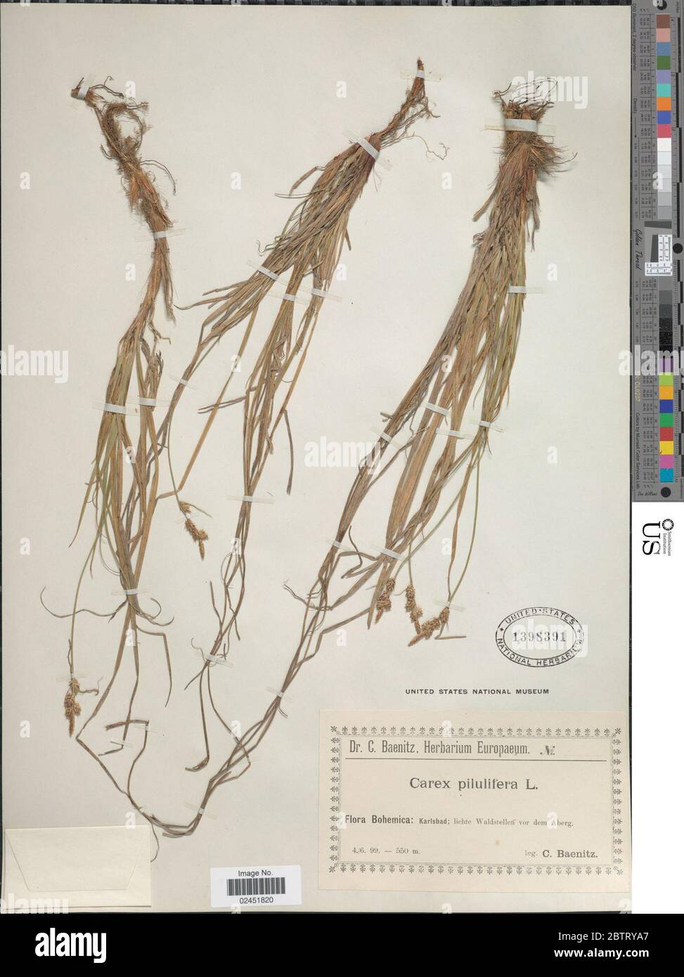 Carex pilulifera -Fotos und -Bildmaterial in hoher Auflösung – Alamy