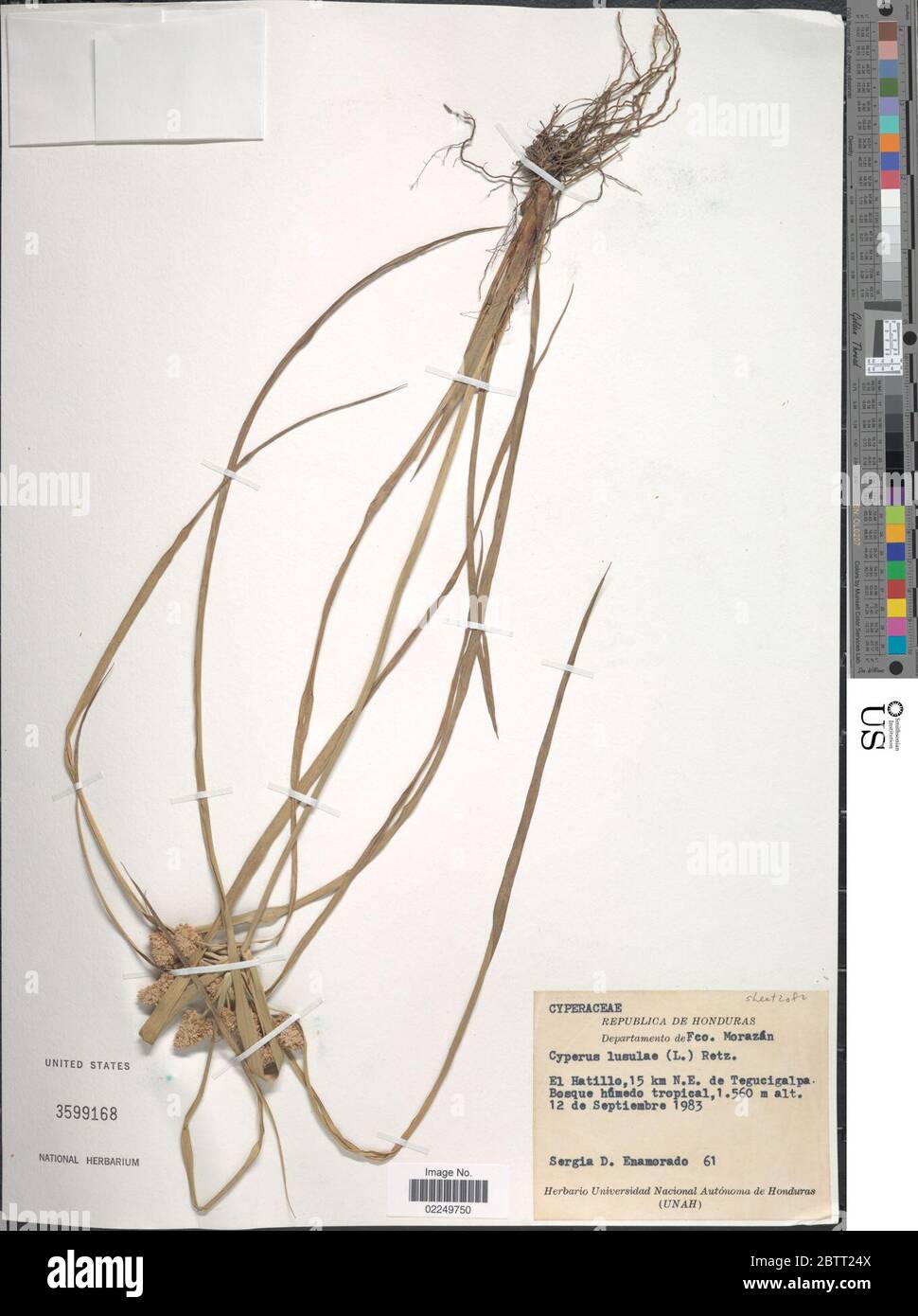 Cyperus luzulae l retz -Fotos und -Bildmaterial in hoher Auflösung – Alamy