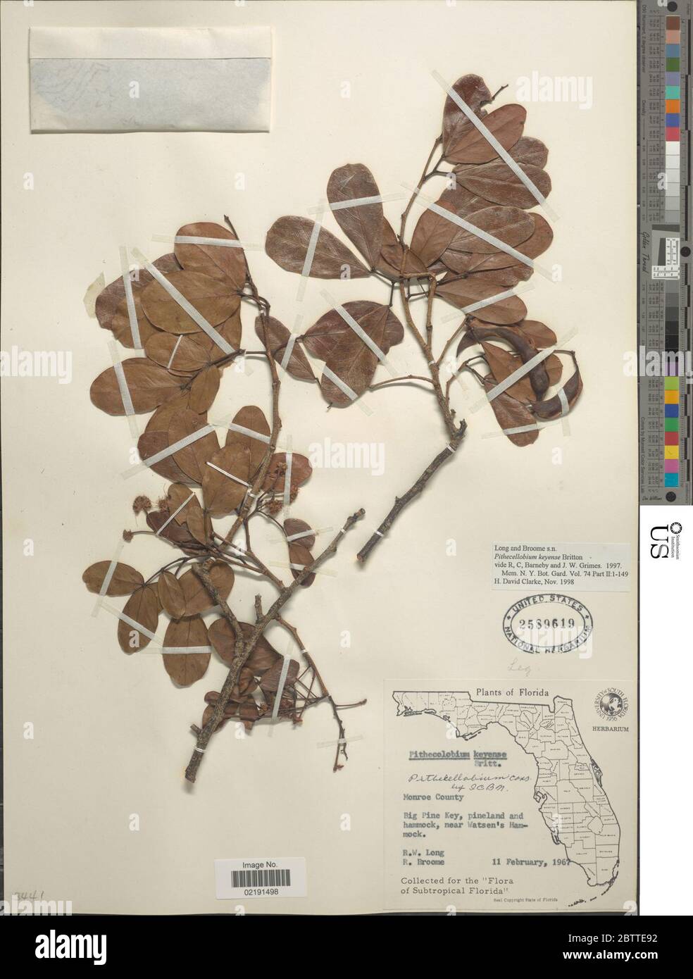 Pithecellobium keyense -Fotos und -Bildmaterial in hoher Auflösung – Alamy