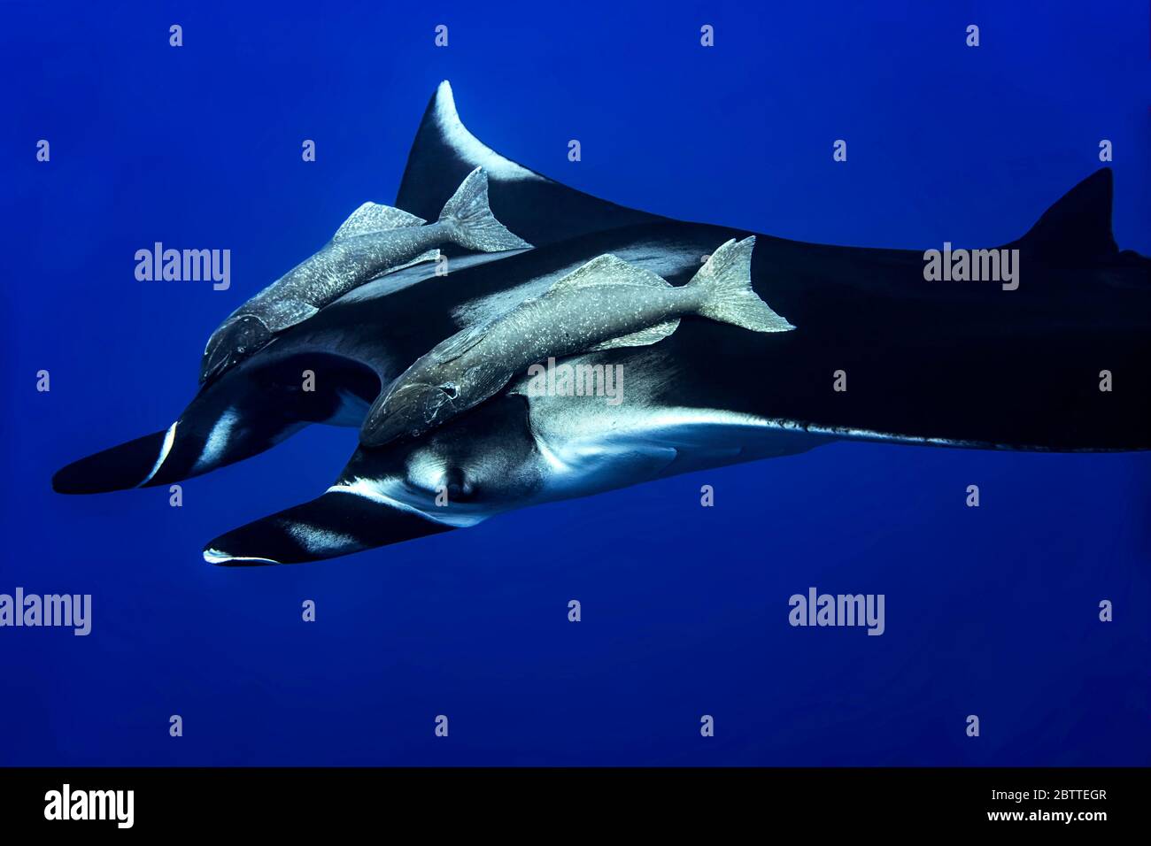 Riesiger Ozeanischer Mantarochen Stockfotos und -bilder Kaufen - Alamy