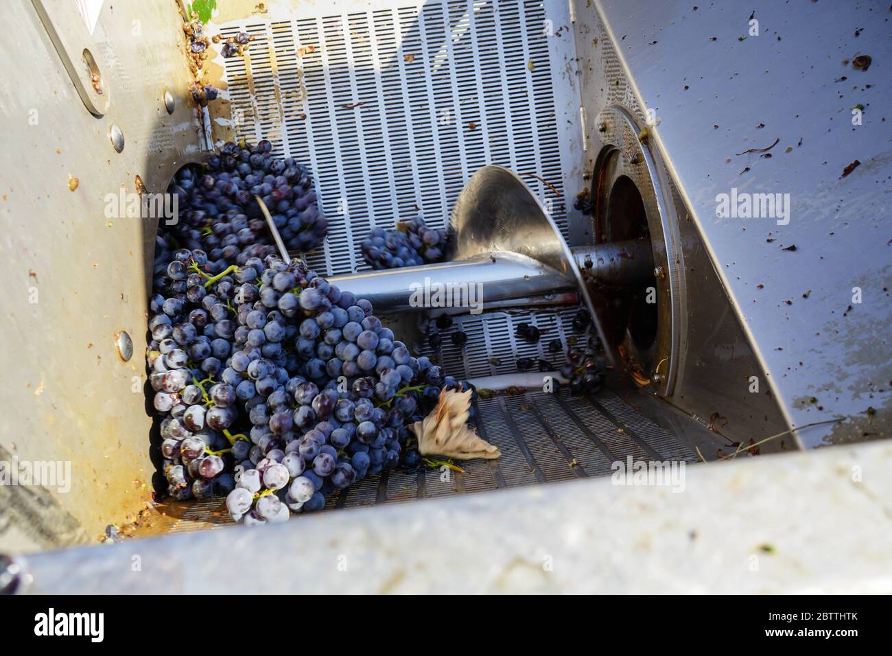 Trauben pressen italien -Fotos und -Bildmaterial in hoher Auflösung – Alamy