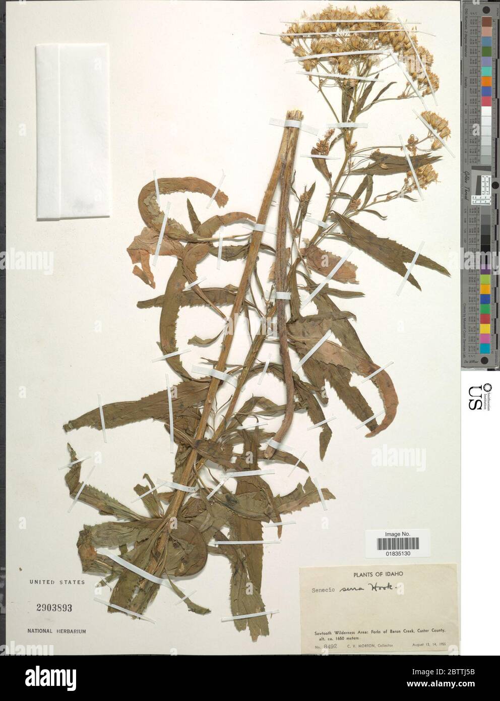 Senecio serra -Fotos und -Bildmaterial in hoher Auflösung – Alamy