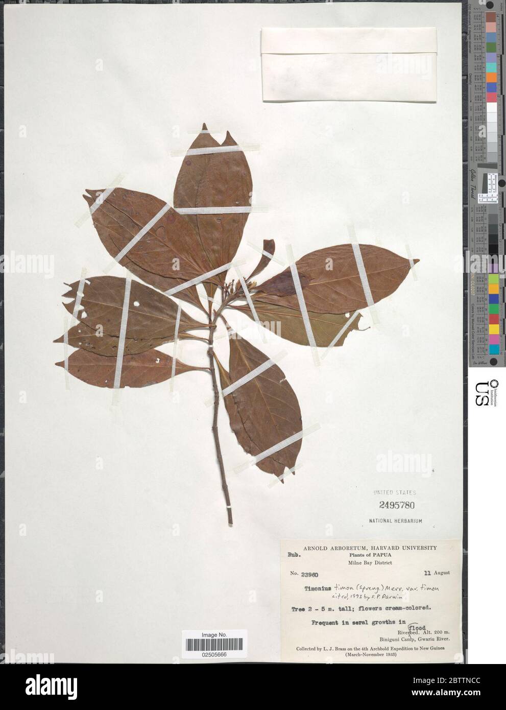 S timon -Fotos und -Bildmaterial in hoher Auflösung – Alamy