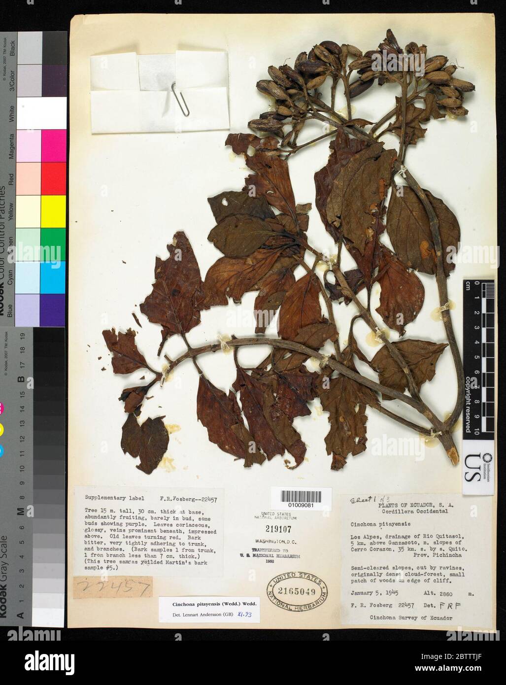 Cinchona tree -Fotos und -Bildmaterial in hoher Auflösung – Alamy