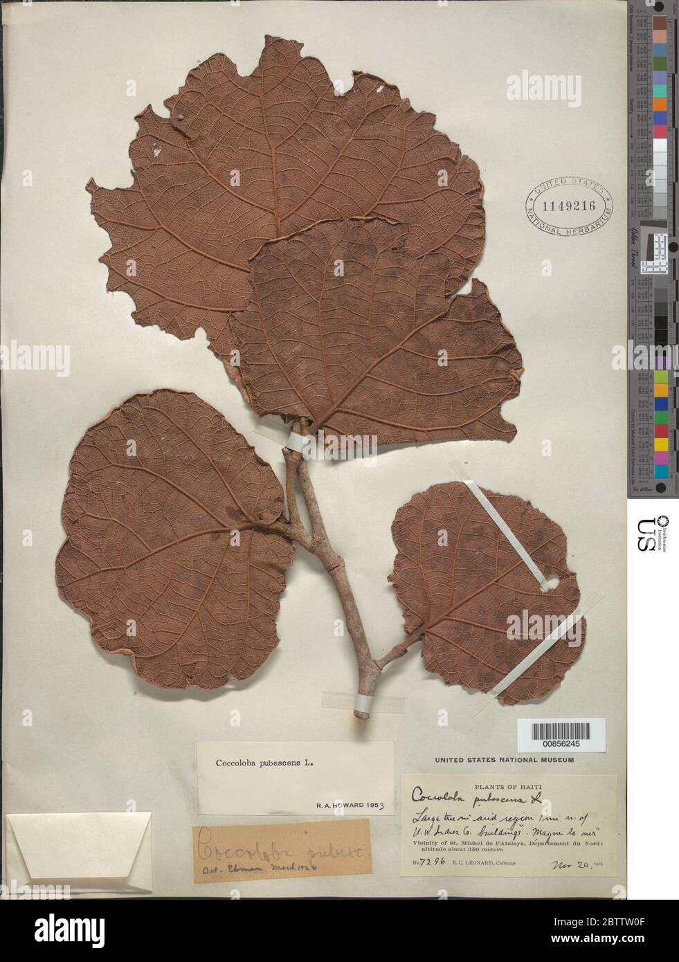 Coccoloba pubescens -Fotos und -Bildmaterial in hoher Auflösung – Alamy