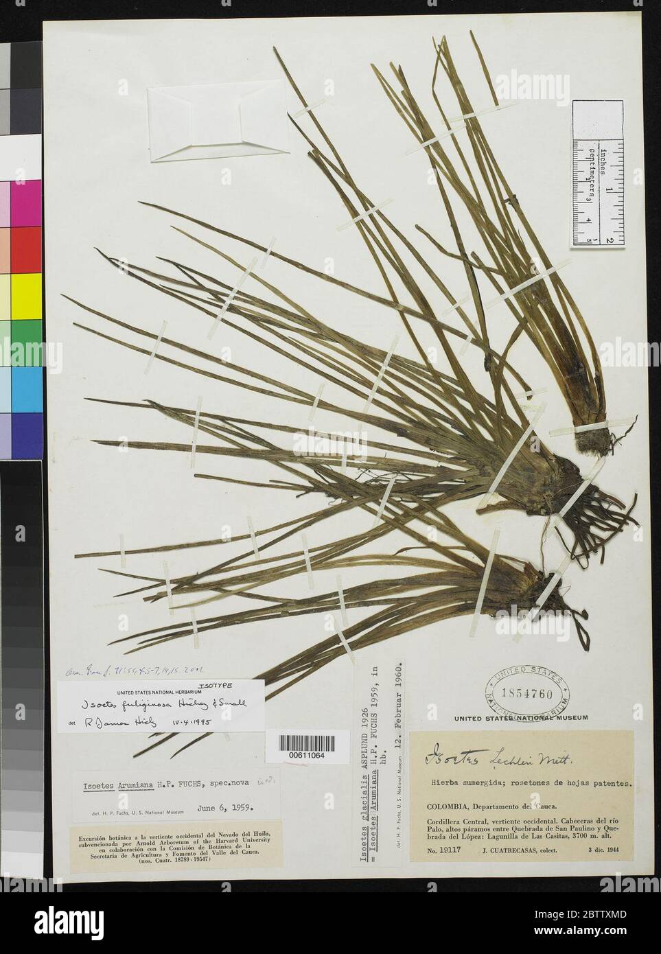 Isoetes -Fotos und -Bildmaterial in hoher Auflösung – Alamy