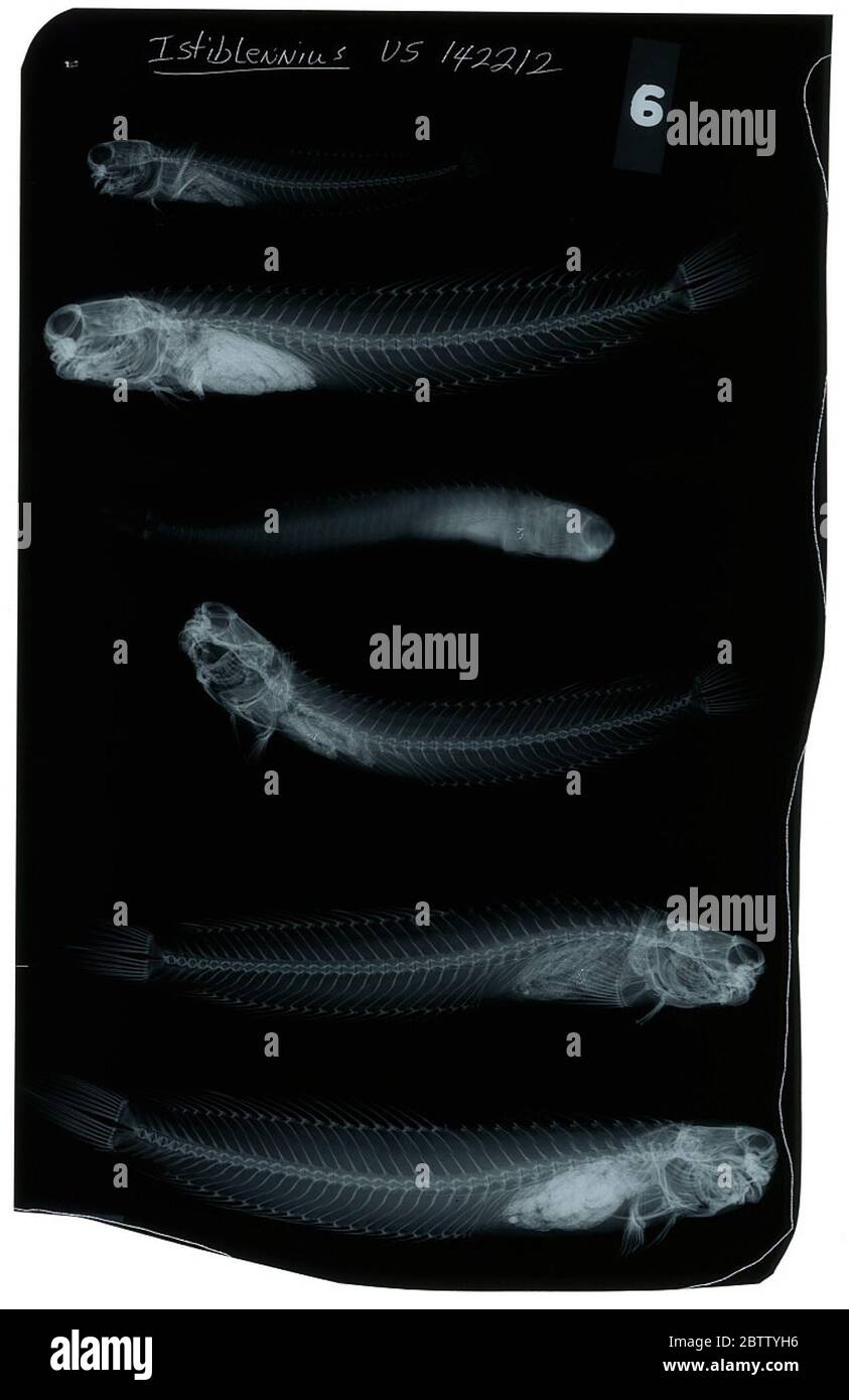 Paula fish -Fotos und -Bildmaterial in hoher Auflösung – Alamy