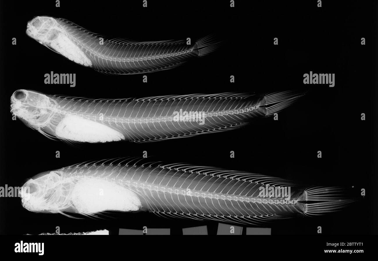 Paula fish -Fotos und -Bildmaterial in hoher Auflösung – Alamy