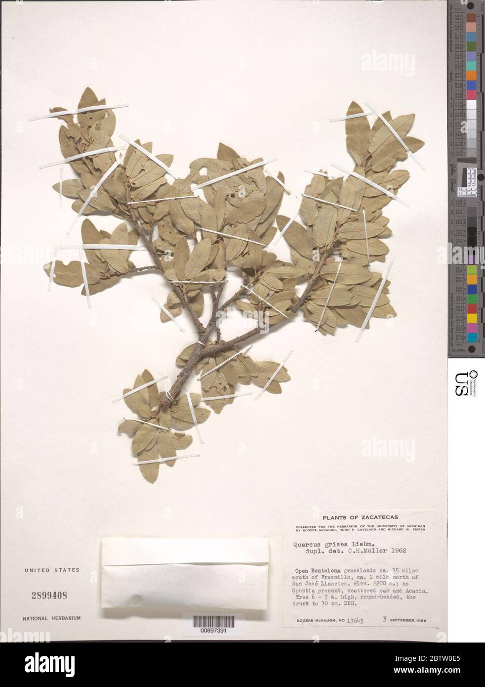 Quercus grisea -Fotos und -Bildmaterial in hoher Auflösung – Alamy