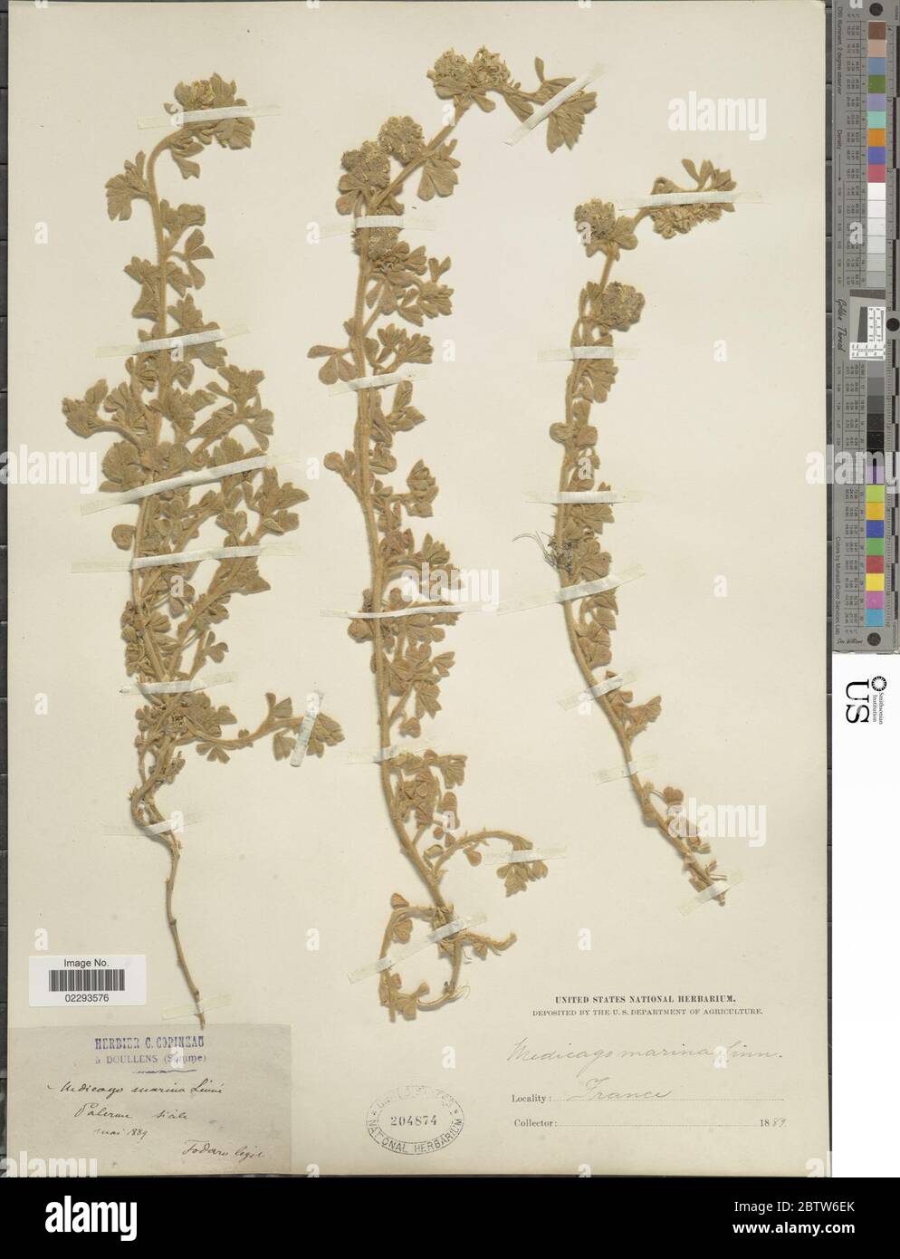 Medicago Marina Stockfotos und -bilder Kaufen - Alamy