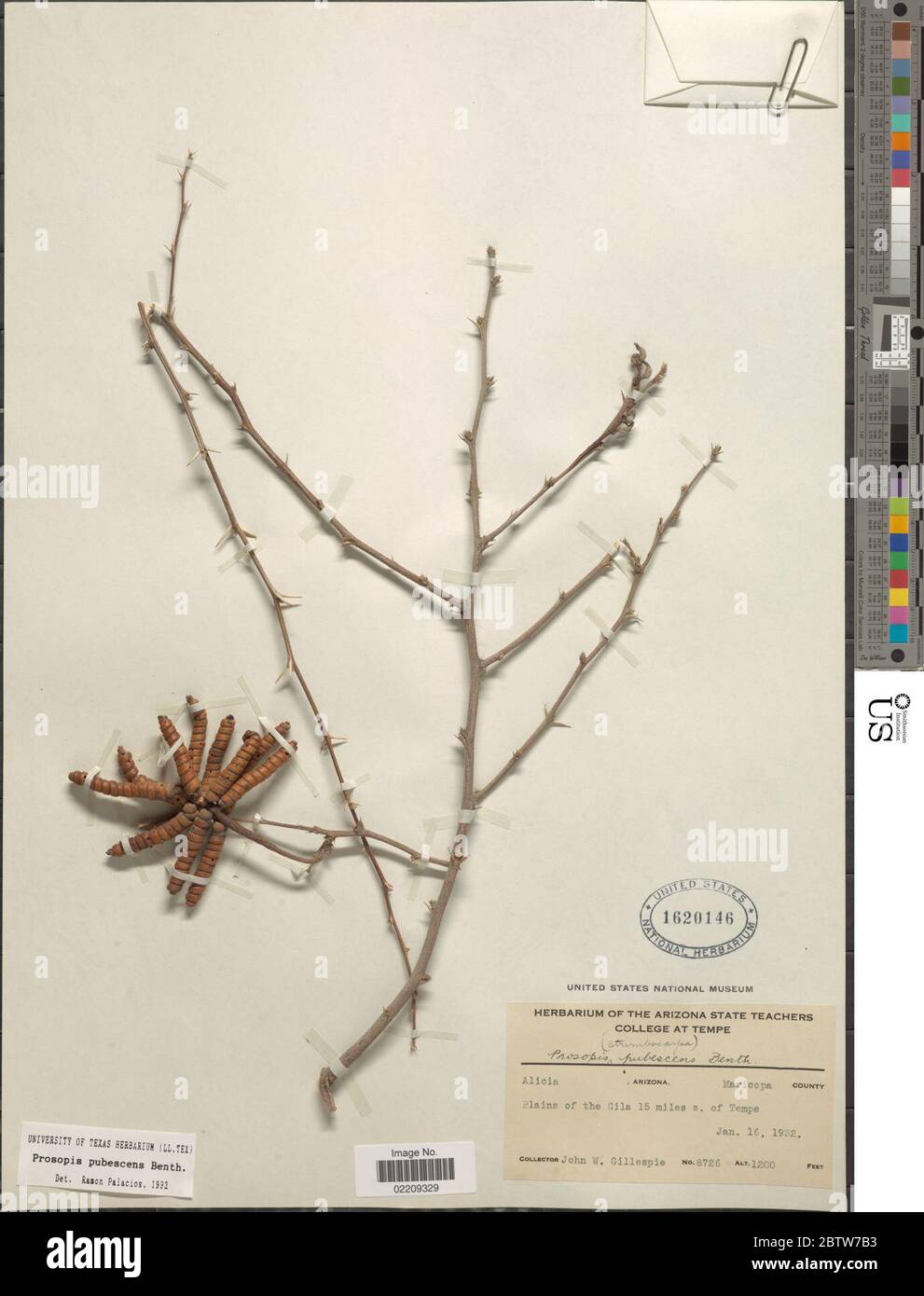 Prosopis pubescens -Fotos und -Bildmaterial in hoher Auflösung – Alamy