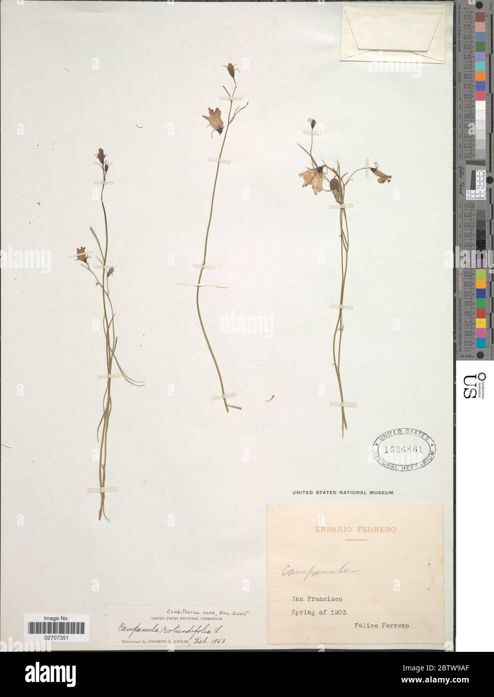 Campanula rotundifolia l -Fotos und -Bildmaterial in hoher Auflösung ...