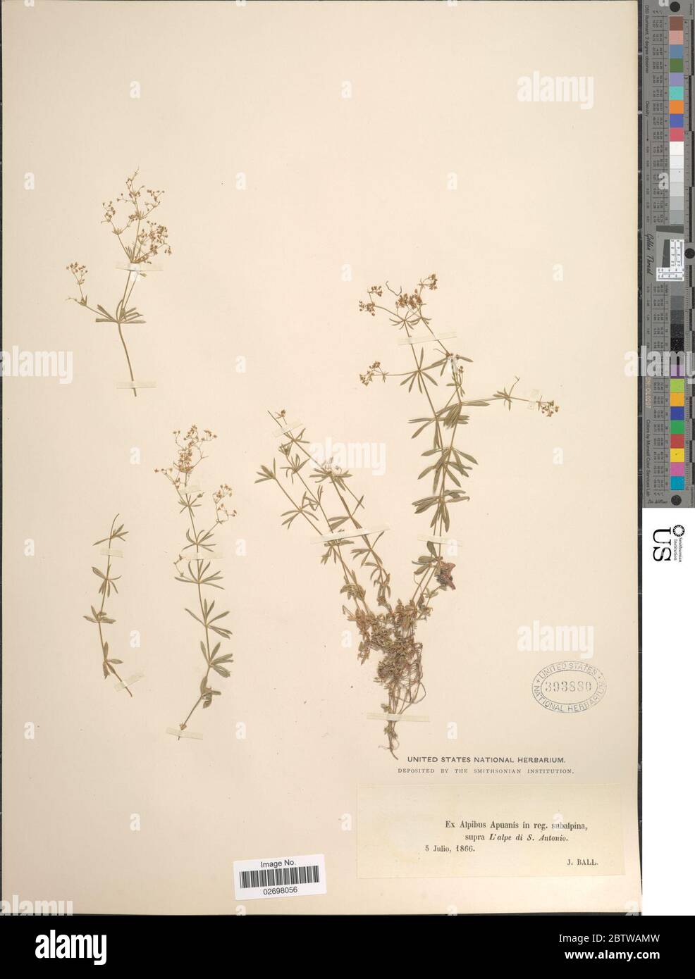 Galium sp -Fotos und -Bildmaterial in hoher Auflösung – Alamy