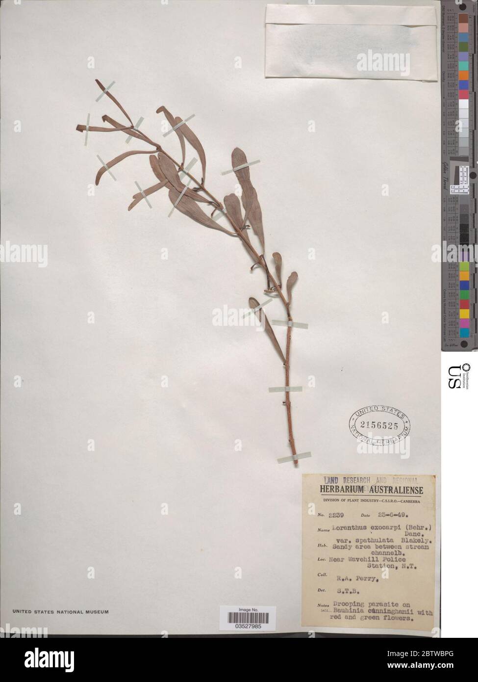 Lysiana exocarpi -Fotos und -Bildmaterial in hoher Auflösung – Alamy