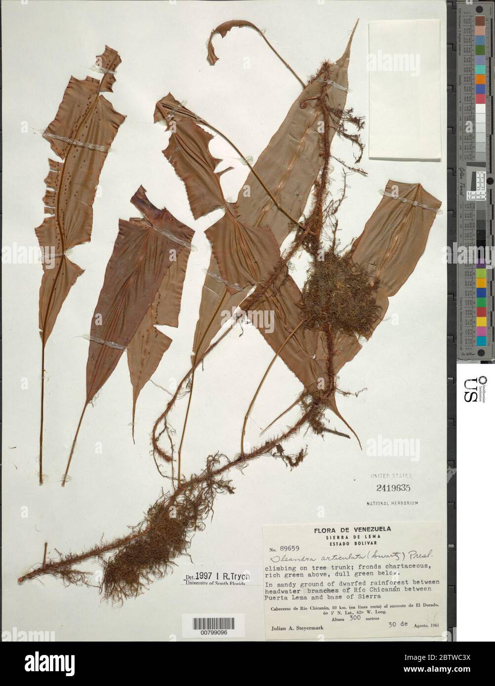 Oleandra articulata -Fotos und -Bildmaterial in hoher Auflösung – Alamy