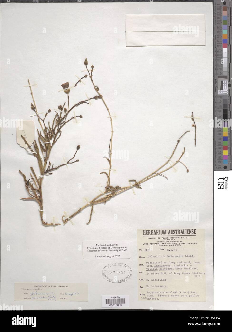 Calandrinia balonensis -Fotos und -Bildmaterial in hoher Auflösung – Alamy