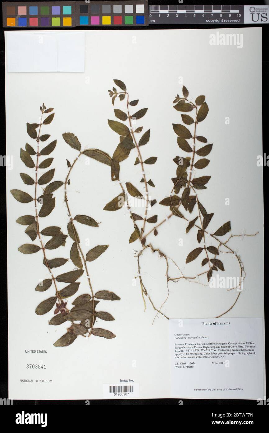 Columnea microcalyx -Fotos und -Bildmaterial in hoher Auflösung – Alamy