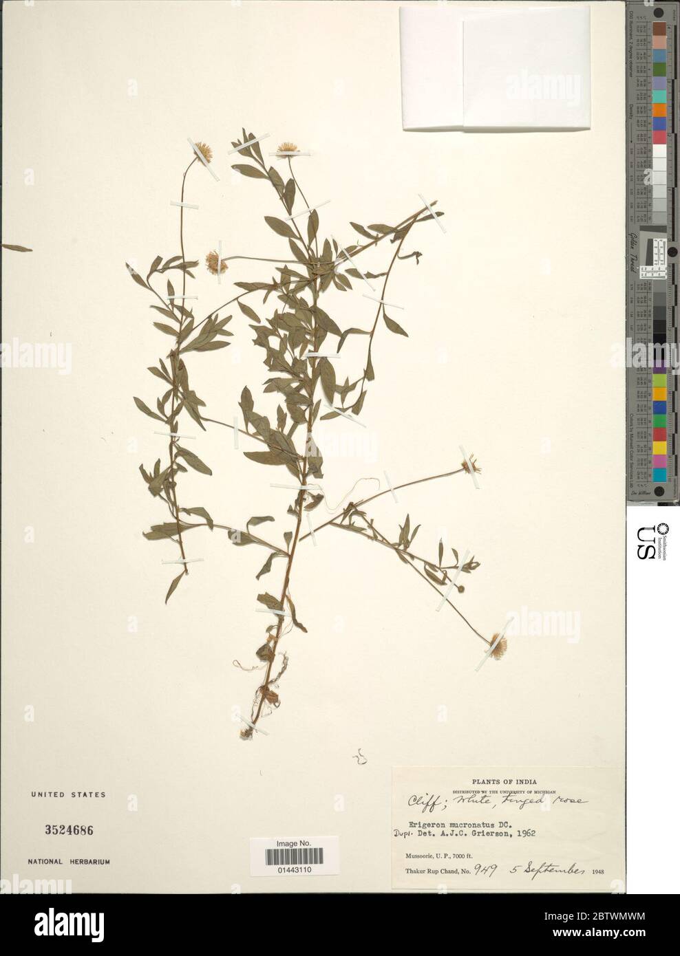 Erigeron mucronatus -Fotos und -Bildmaterial in hoher Auflösung – Alamy