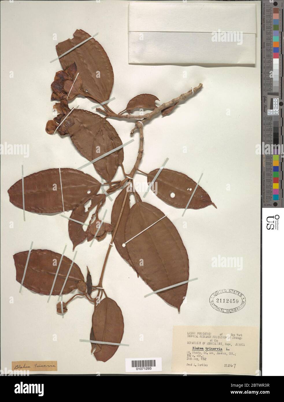 Blakea trinervia -Fotos und -Bildmaterial in hoher Auflösung – Alamy